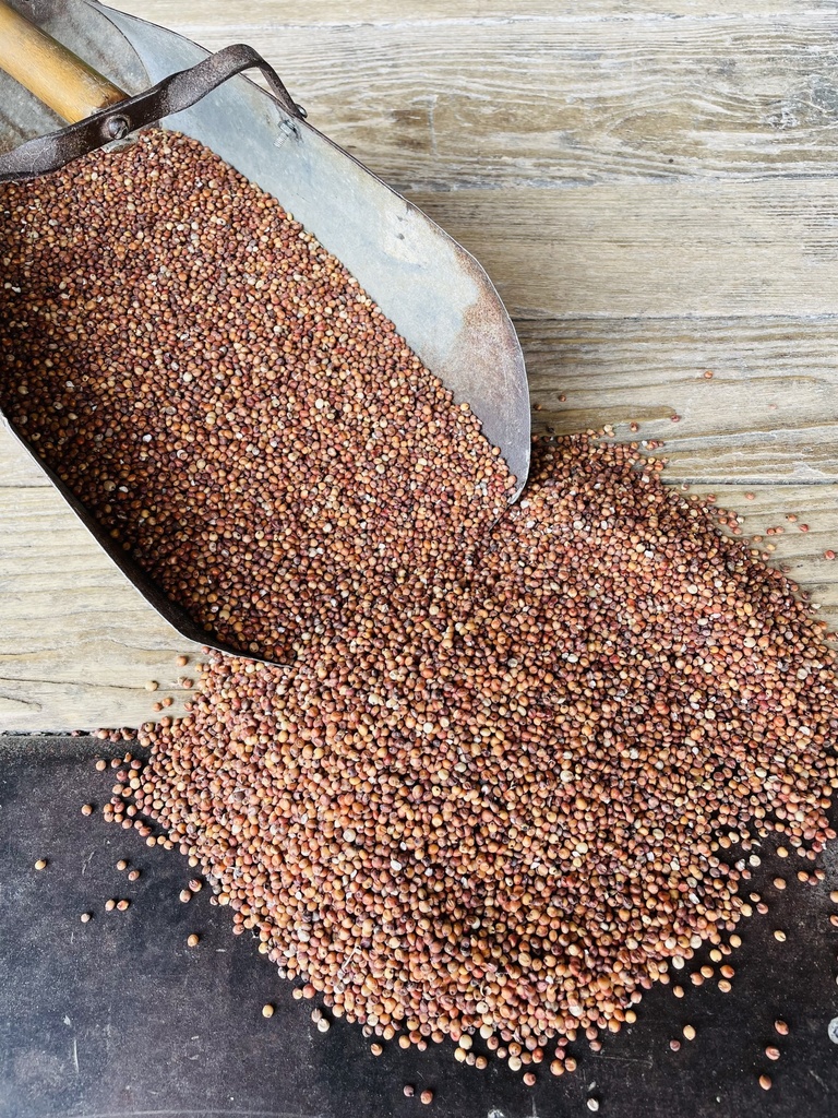 Milo, Red Sorghum 25lbs | Ernst Grain B2B